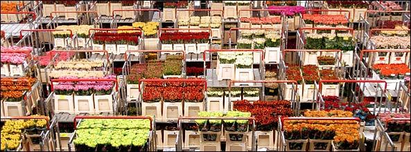 How Does Aalsmeer Flower Auction Work | Best Flower Site